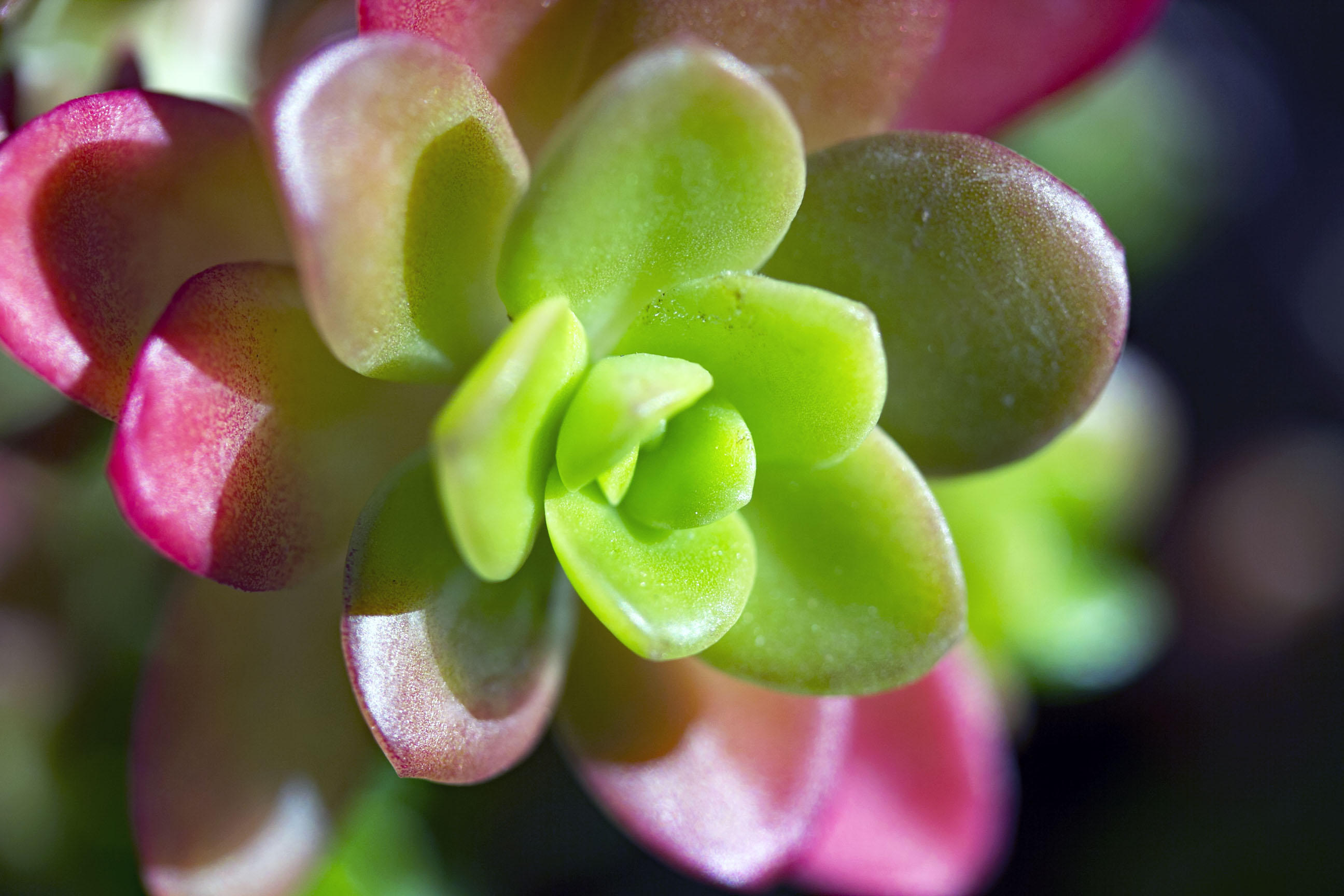 Friday Fotos – The Succulence of Succulents | The Life in My Years