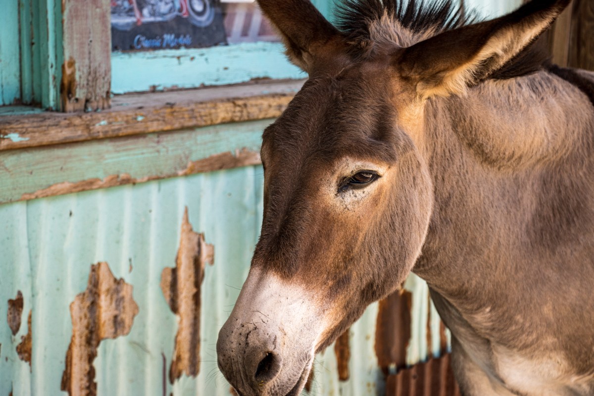 Route 66 Arizona: Burros and a 40th Anniversary Burger | The Life in My ...